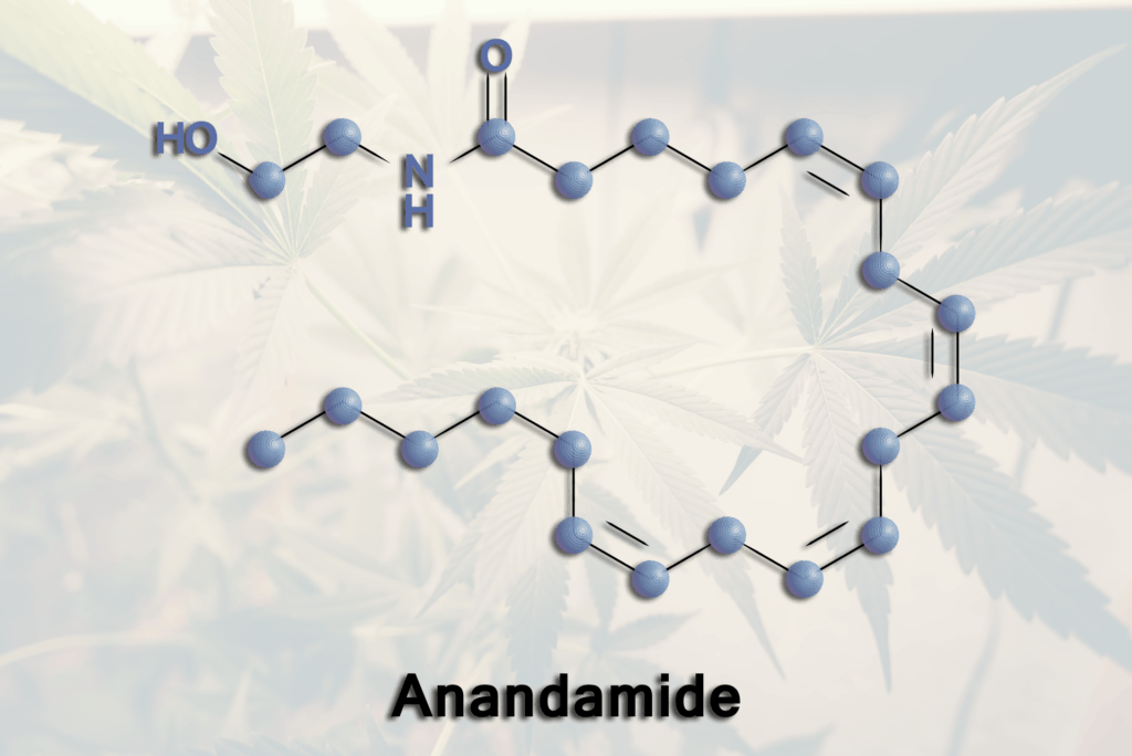 Anandamide - The Natural Cannabinoid Your Body Produces - HopeCBD